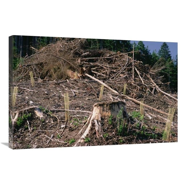 24 x 36 in. Replant of Douglas Fir in Clearcut, Suislaw National Forest ...