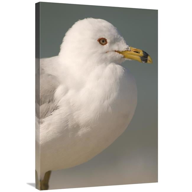 24 x 36 in. Ring-Billed Gull, Fort Desoto Park, Florida Art Print ...