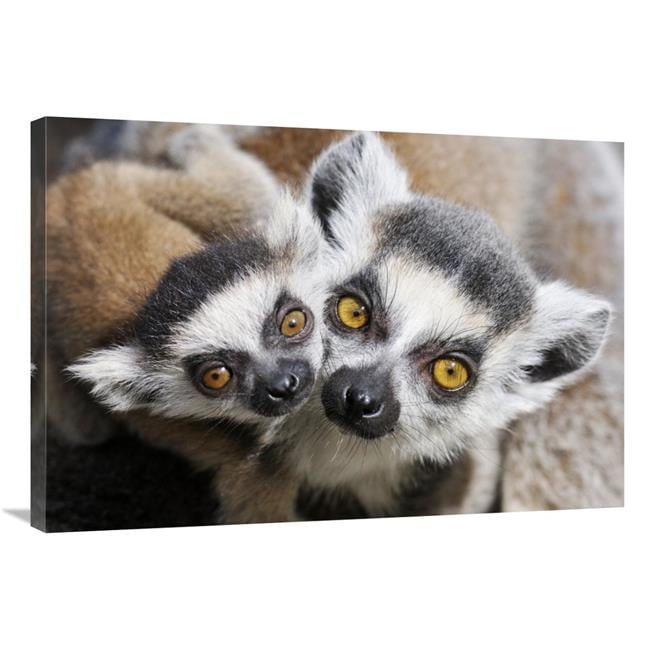 24 x 36 in. Ring-Tailed Lemur, Portrait of Adult with Young. Art Print ...