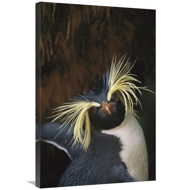 24 x 36 in. Rockhopper Penguin Portrait, Gough Island, South Atlantic ...