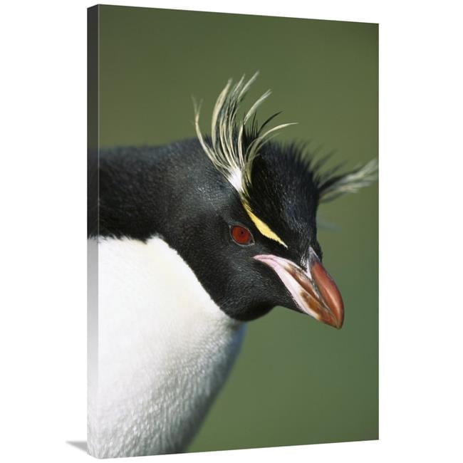 24 x 36 in. Rockhopper Penguin Portrait, Penguin Bay, Campbell Island ...