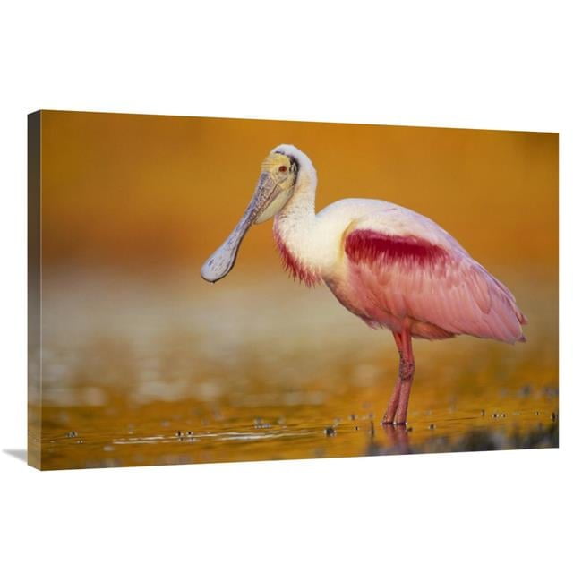 24 x 36 in. Roseate Spoonbill Adult in Breeding Plumage Standing in ...