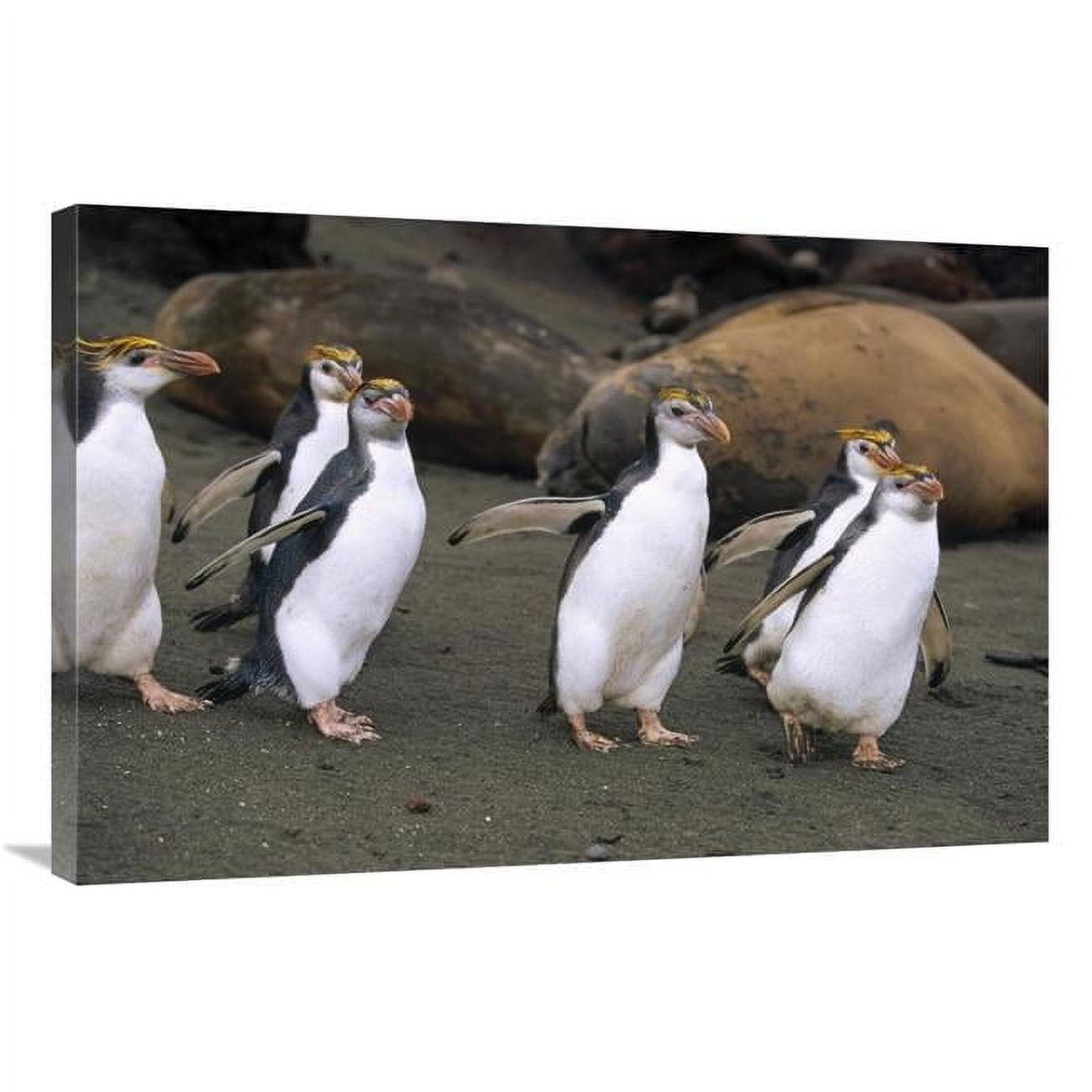 24 x 36 in. Royal Penguin Group on Beach, Macquarie Island, Australia ...