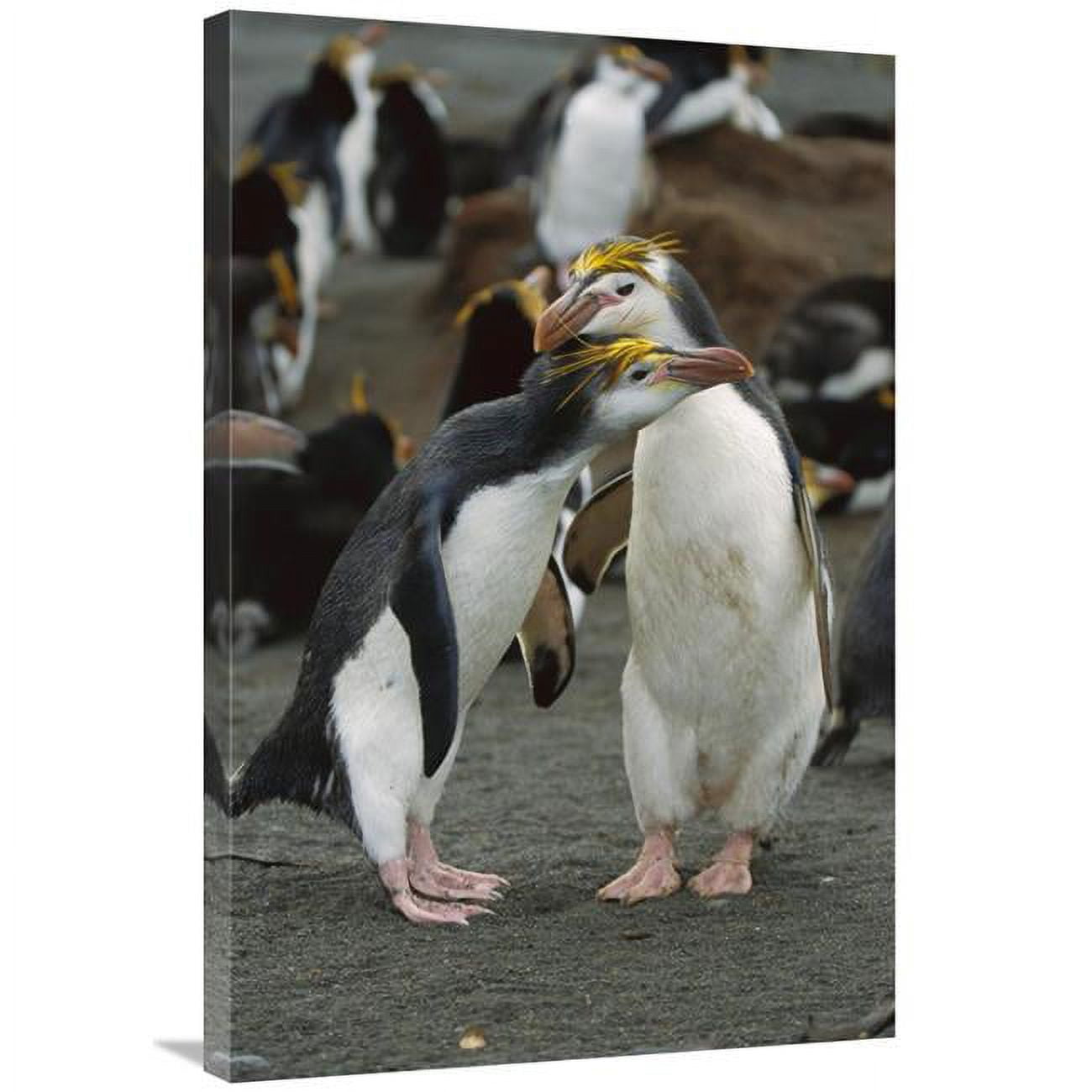 24 x 36 in. Royal Penguin Pair, Macquarie Island, Australia Art Print ...