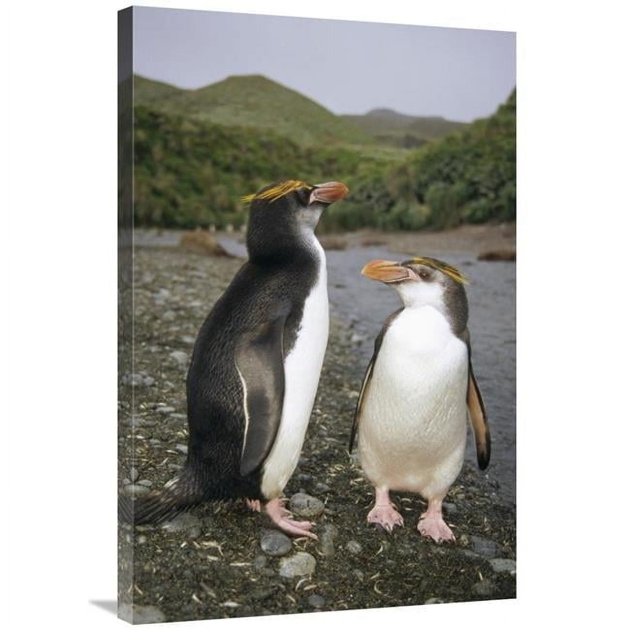 24 x 36 in. Royal Penguin Pair on Landing Beach, Sandy Bay, Macquarie ...
