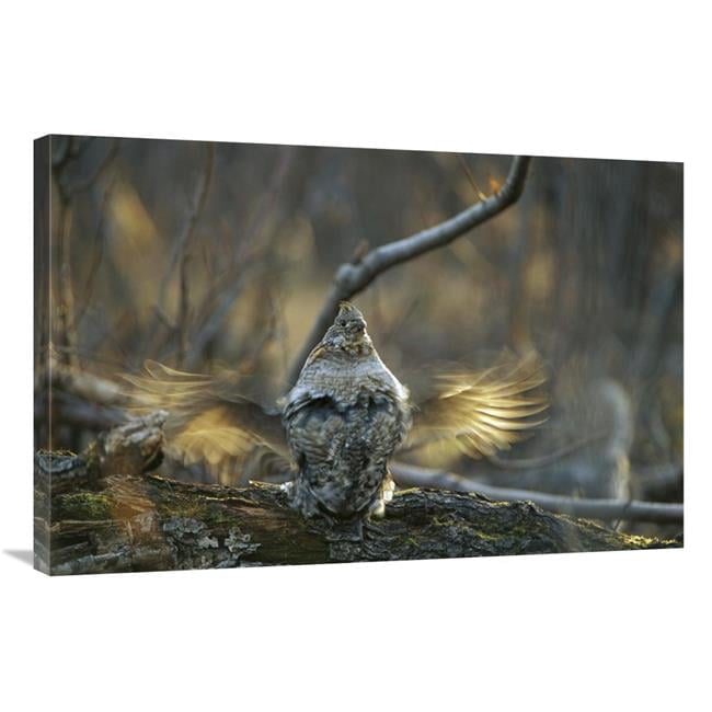 24 x 36 in. Ruffed Grouse Male Drumming During Courtship, North America ...