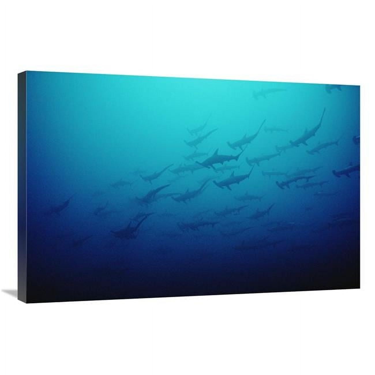 24 x 36 in. Scalloped Hammerhead Shark School, Cocos Island, Costa Rica ...