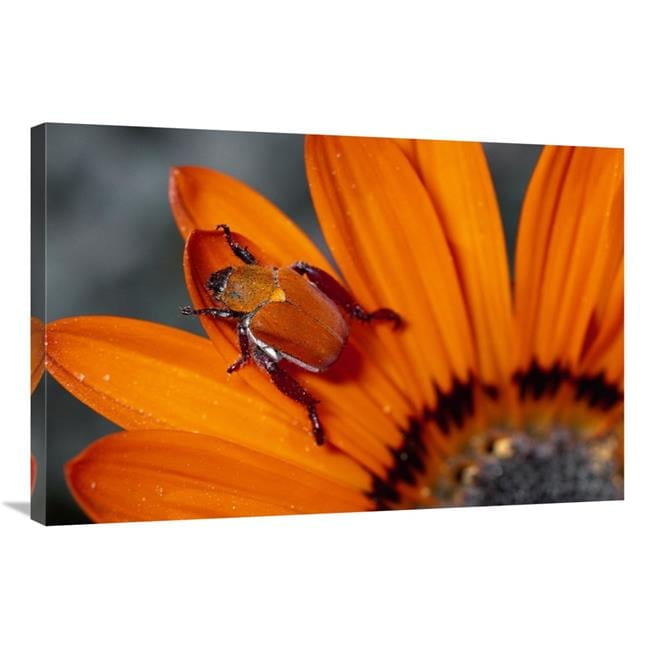 24 x 36 in. Scarab Beetle on A Guzmania Flower, Damaraland, Namibia Art ...