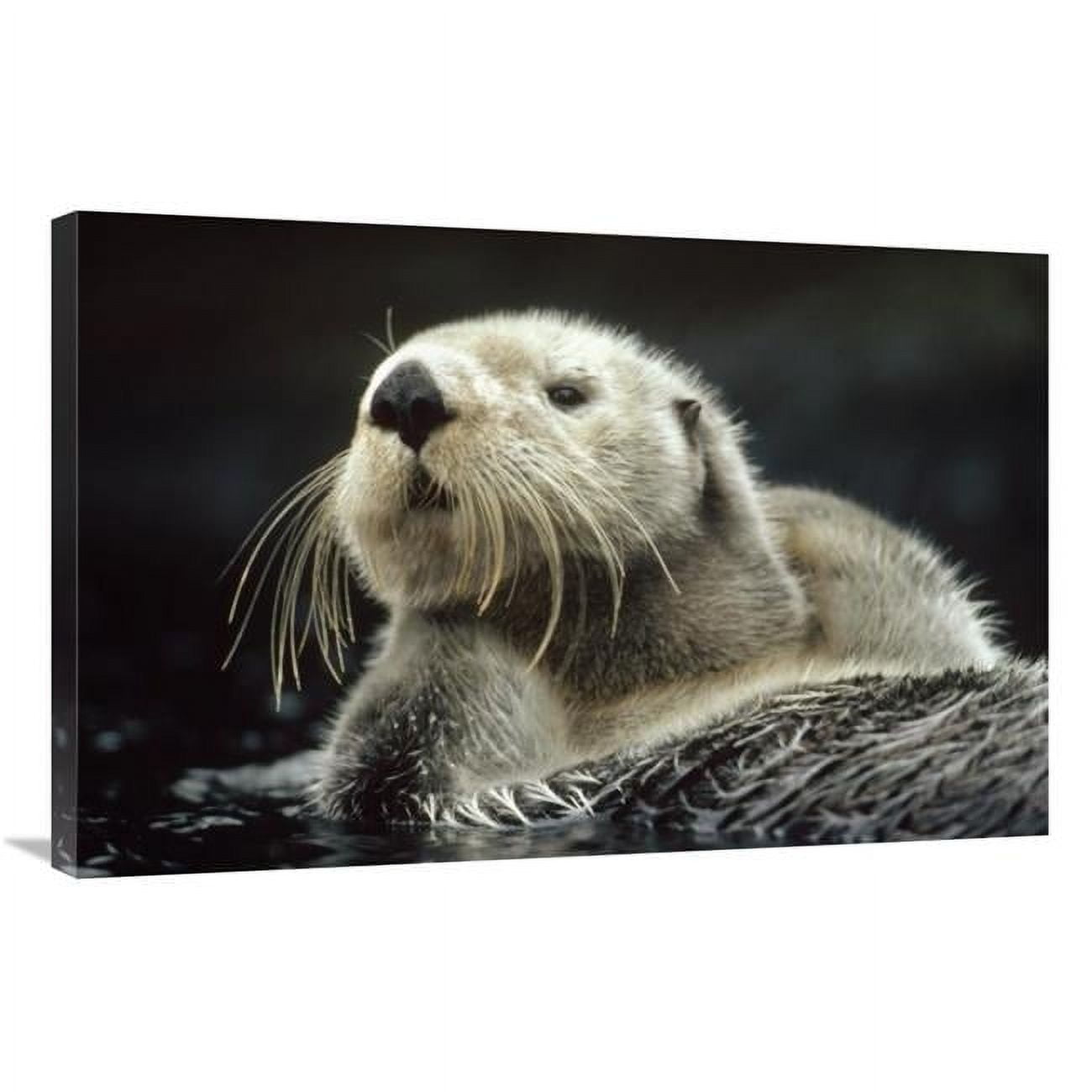 24 x 36 in. Sea Otter Floating in Kelp, North America Art Print - Tim ...