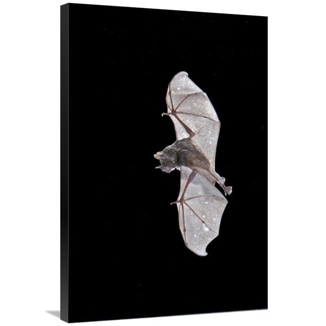 24 x 36 in. Sebas Short-Tailed Bat Flying, Michigan Art Print - Steve ...