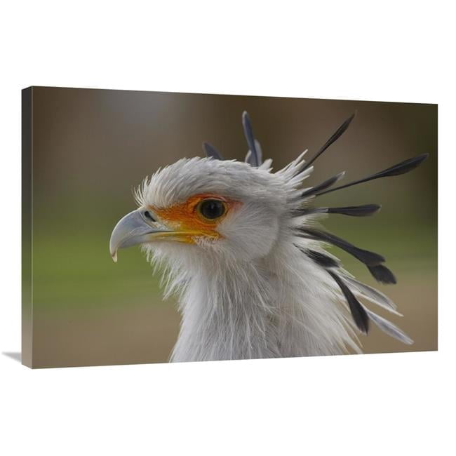 24 x 36 in. Secretary Bird Portrait, Native to Africa Art Print - San ...
