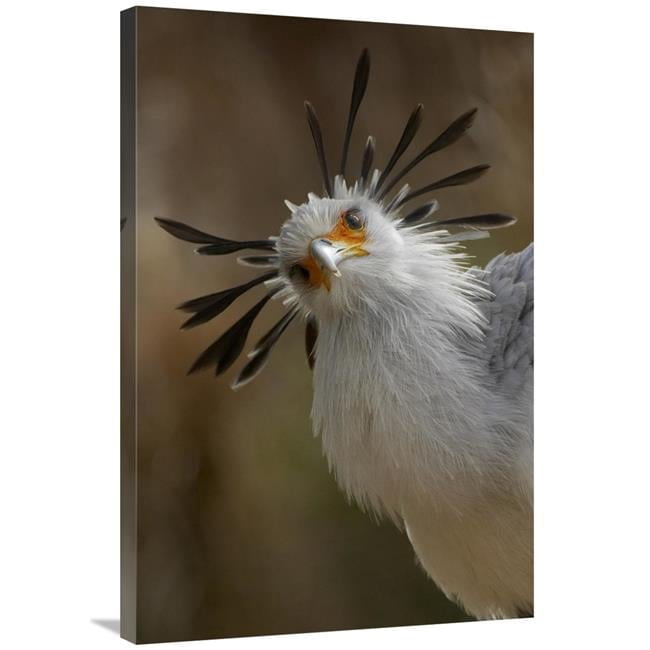 24 x 36 in. Secretary Bird Portrait, Native to Africa Art Print - San ...