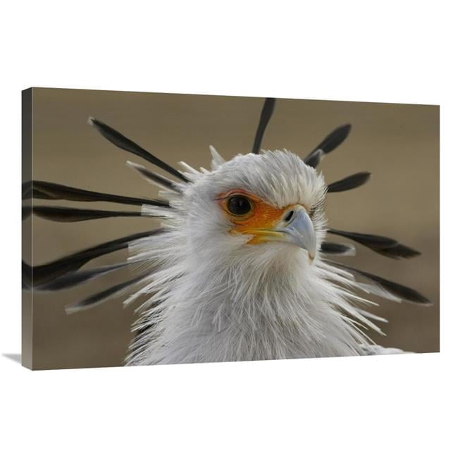 24 x 36 in. Secretary Bird Portrait, Native to Africa Art Print - San ...