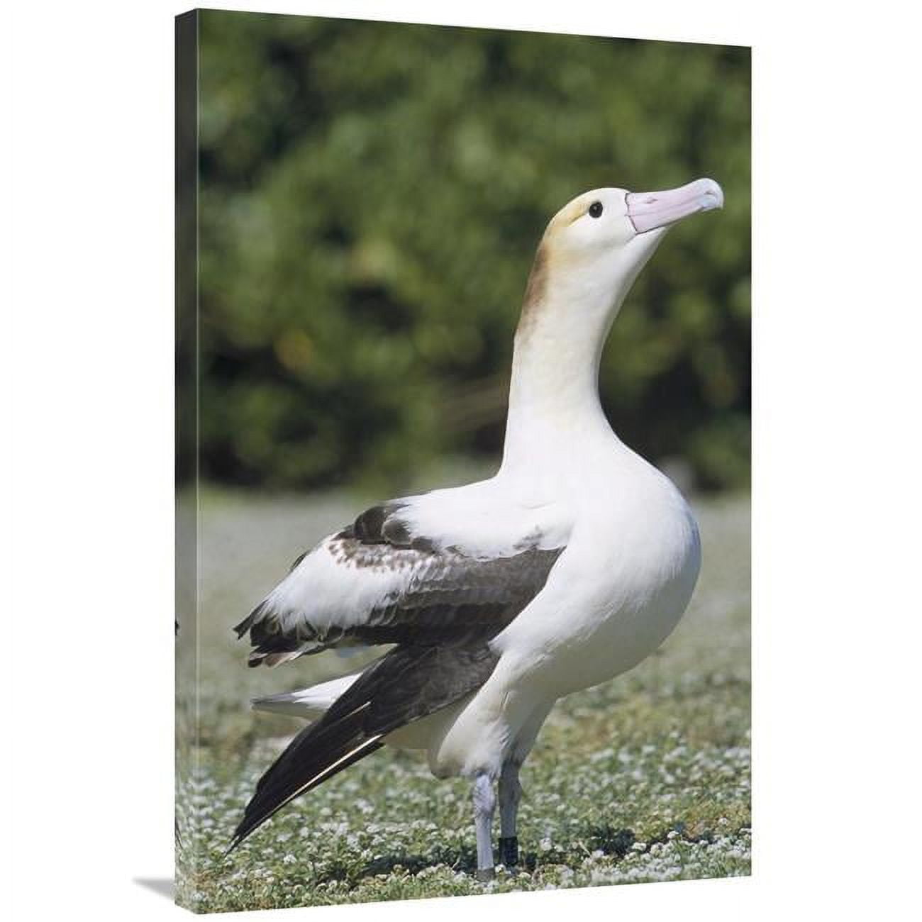 24 x 36 in. Short-Tailed Albatross Lone Female, Midway Atoll, Hawaii ...