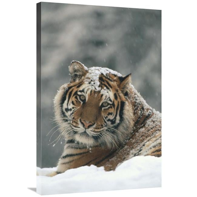 24 x 36 in. Siberian Tiger Portrait in Light Snowfall, Siberian Tiger ...