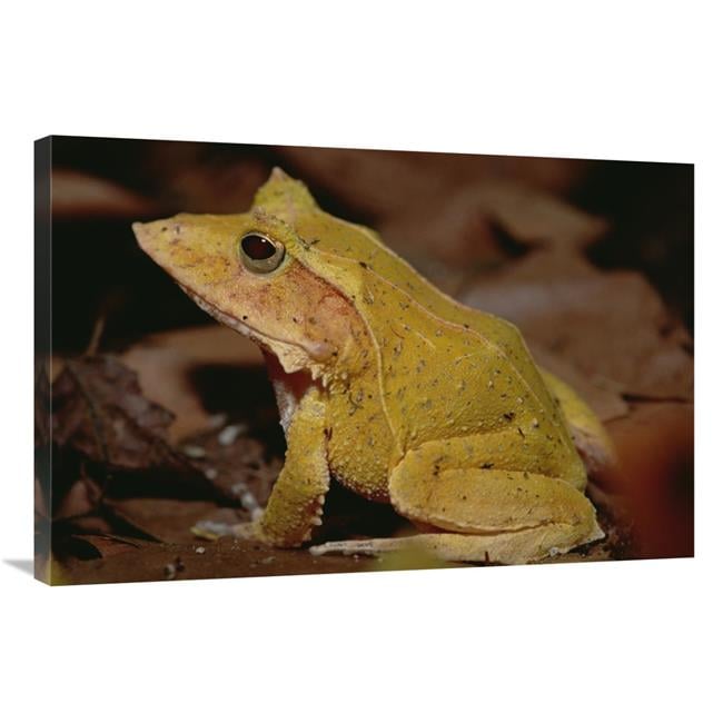 24 x 36 in. Solomon Island Leaf Frog, Woodland Park Zoo, Washington Art ...