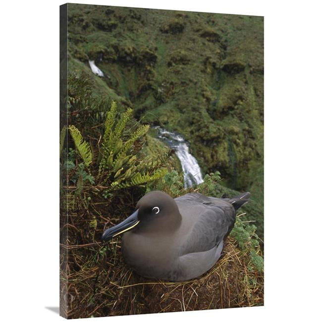 24 x 36 in. Sooty Albatross Nesting on Cliff Edge, Gough Island, South ...