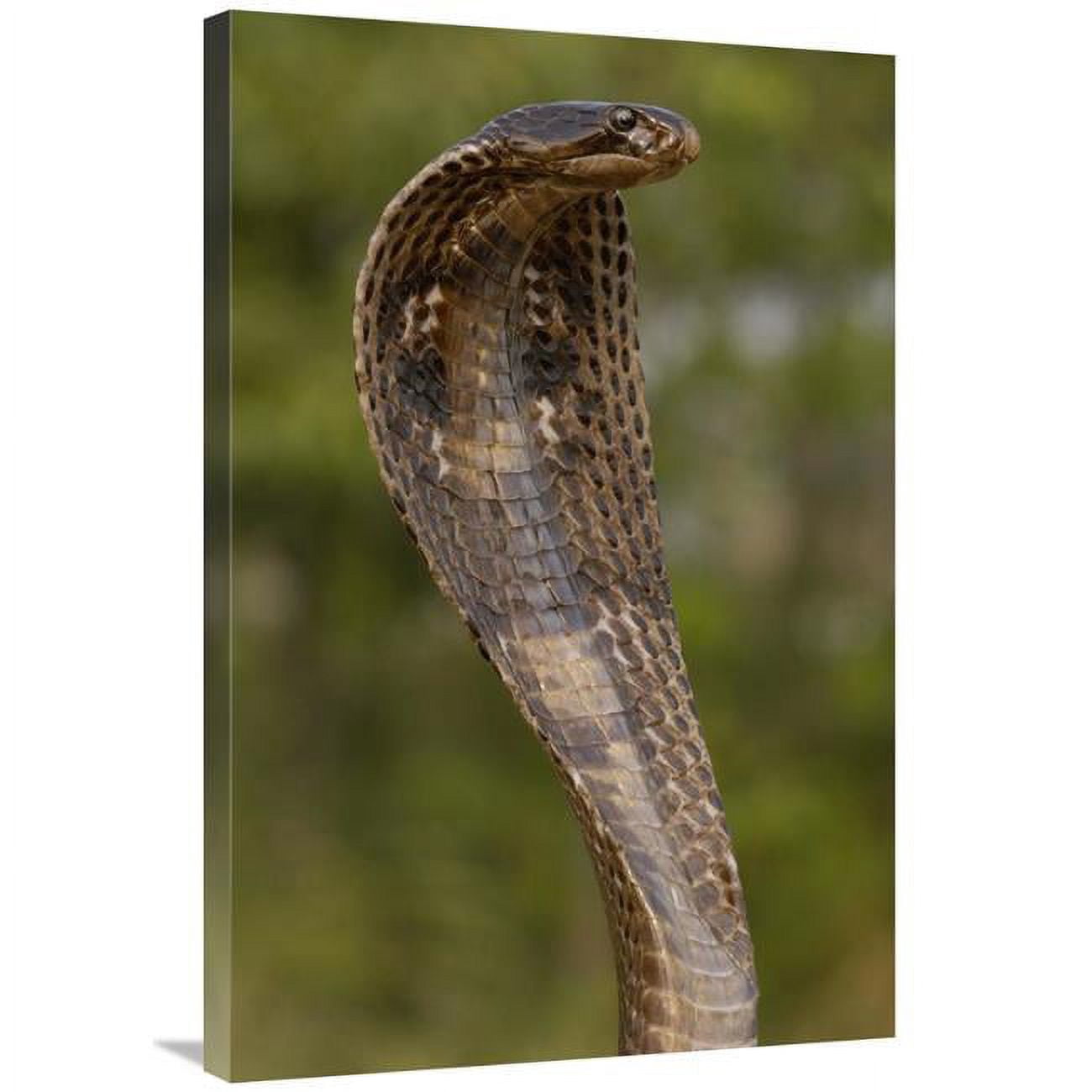 24 x 36 in. Spectacled Cobra with Hood Flared in Defense Posture ...