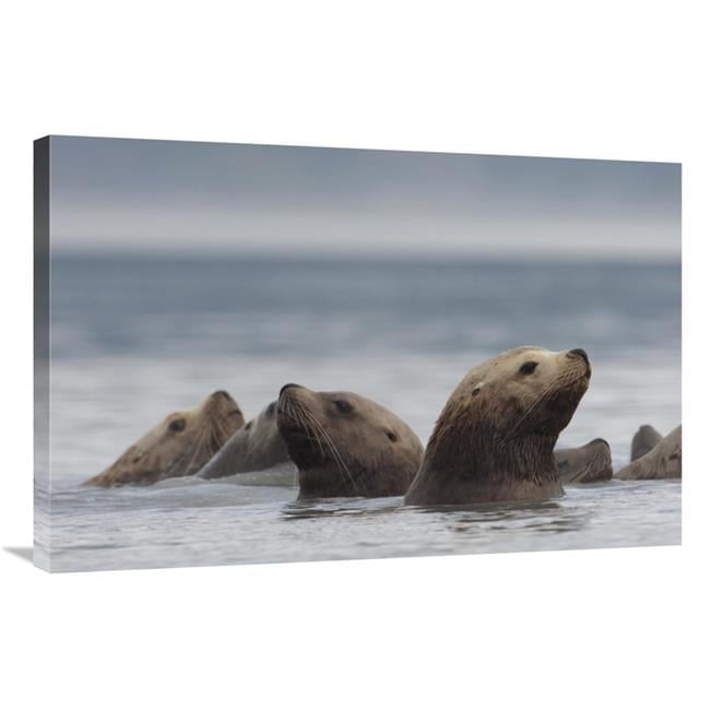 24 x 36 in. Stellers Sea Lion Group, Alaska Art Print - Michael Quinton ...