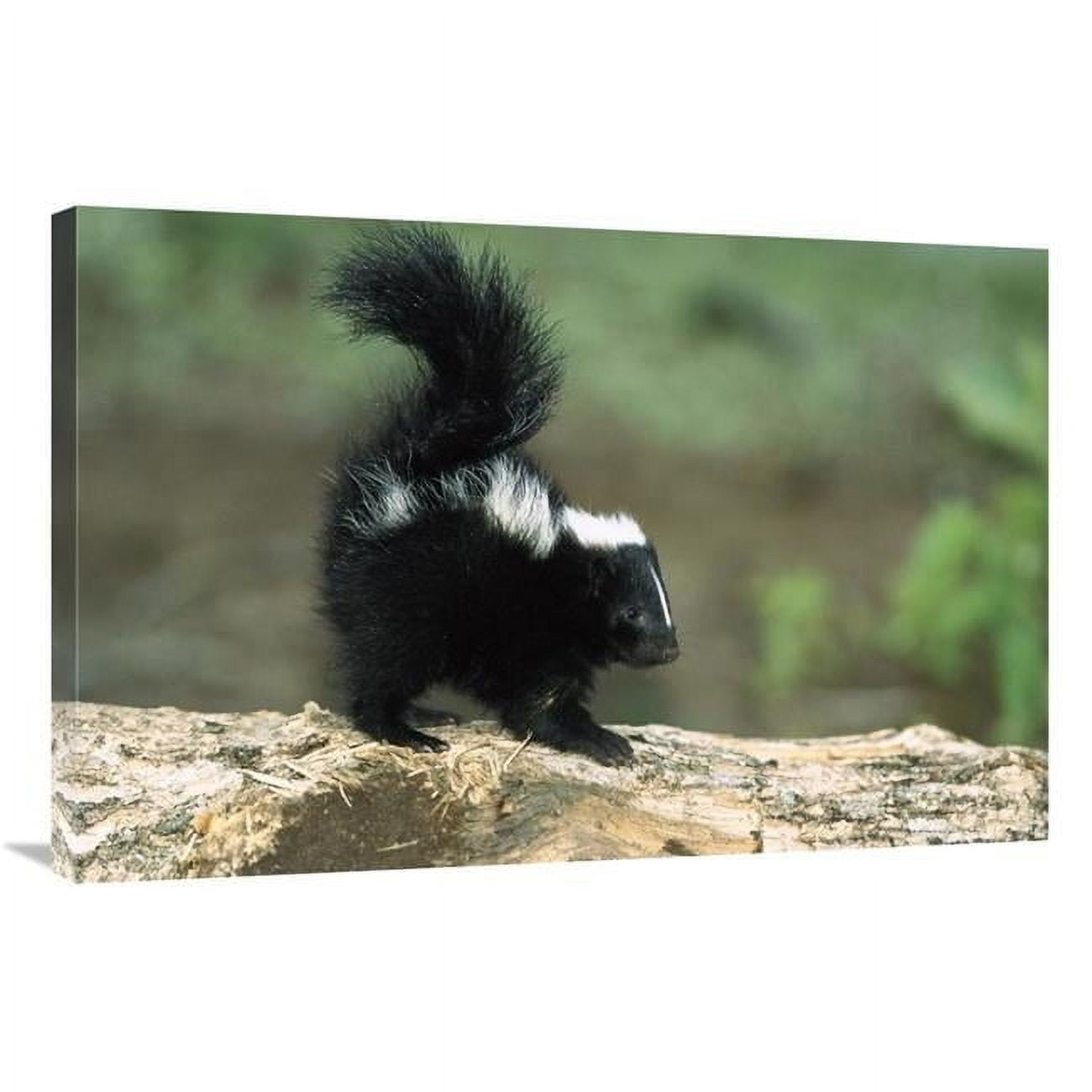 24 x 36 in. Striped Skunk Kit on Log with Raised Tail to Spray, North ...