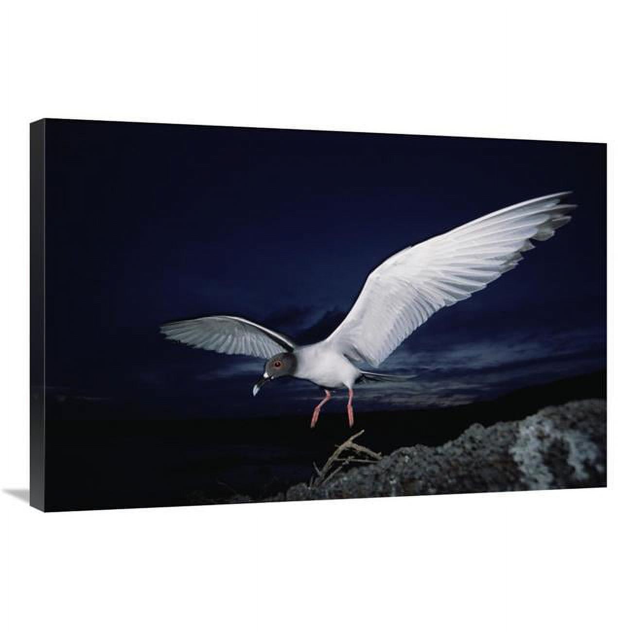 24 x 36 in. Swallow-Tailed Gull Departs At Dusk to Feed Far Offshore ...