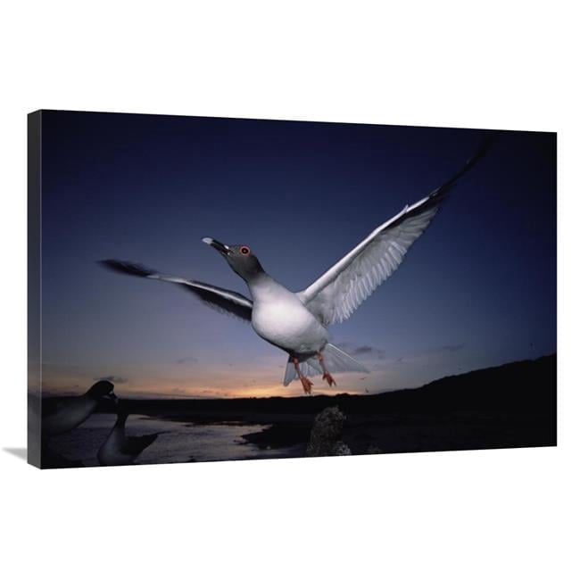 24 x 36 in. Swallow-Tailed Gull Departs At Dusk to Feed Far Offshore ...