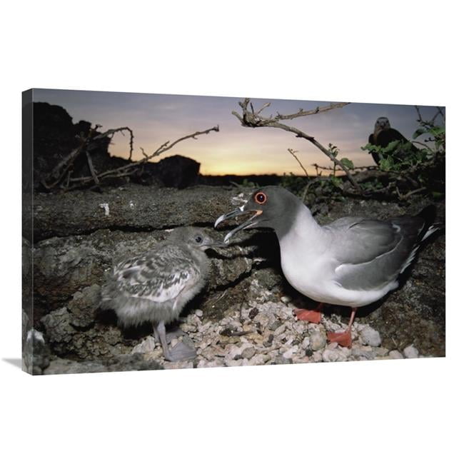 24 x 36 in. Swallow-Tailed Gull Guarding Chick in Pebble Nest ...
