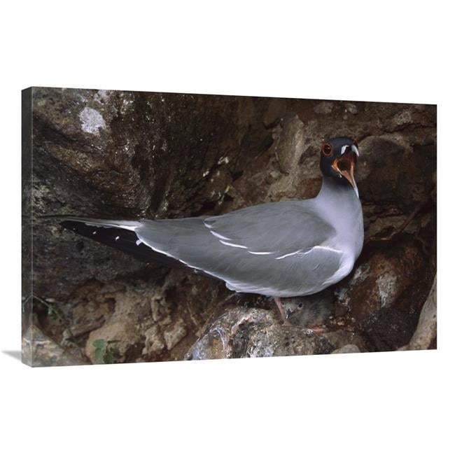 24 x 36 in. Swallow-Tailed Gull Parent with Chick Calling, Galapagos ...
