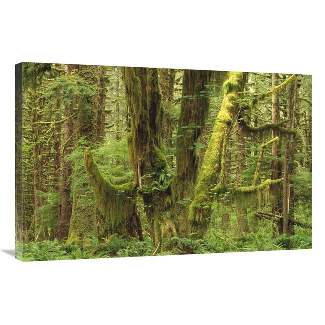 24 x 36 in. Temperate Rainforest, Queets River Valley, Olympic NP ...