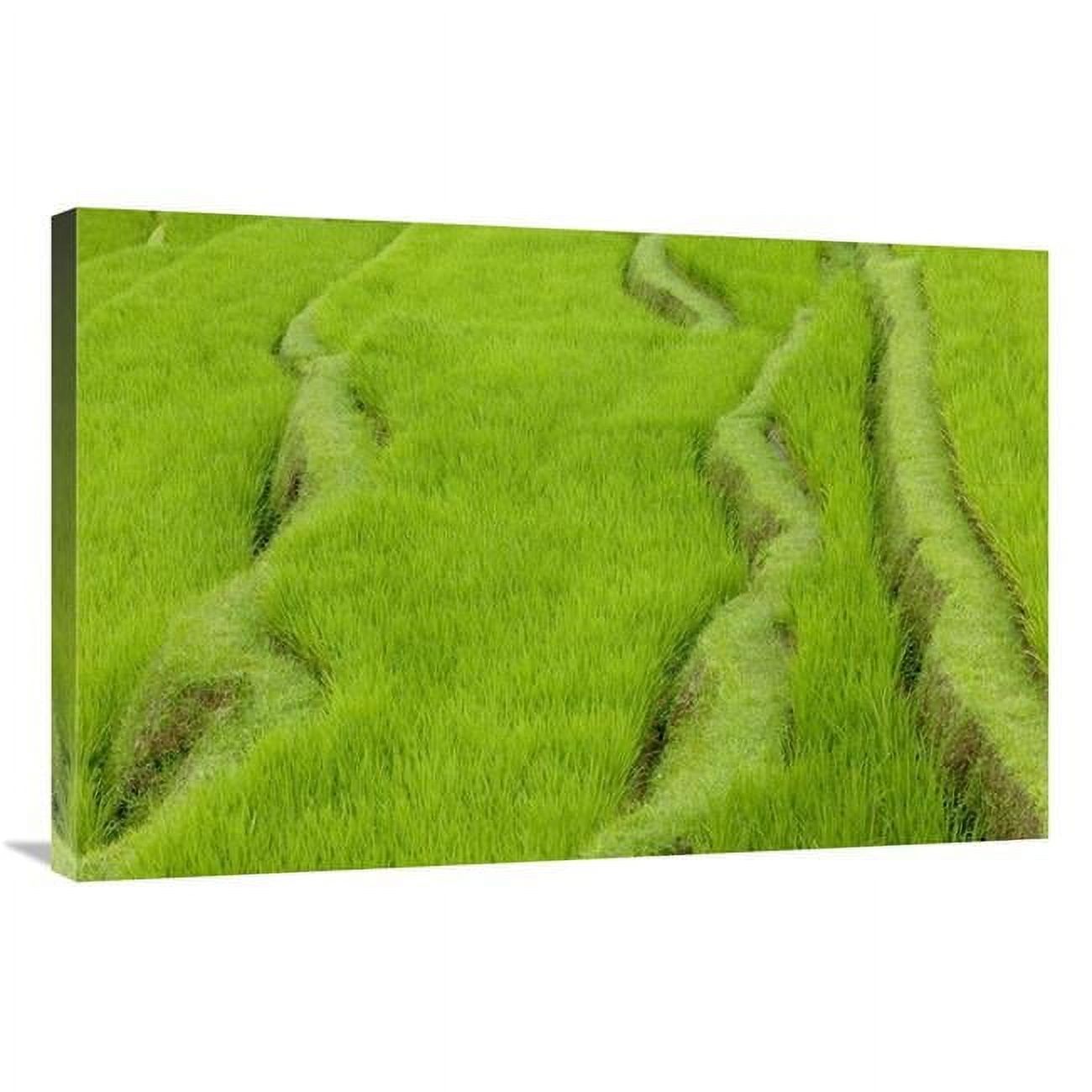 24 x 36 in. Terraced Rice Paddy, Ubud Area, Bali, Indonesia Art Print ...