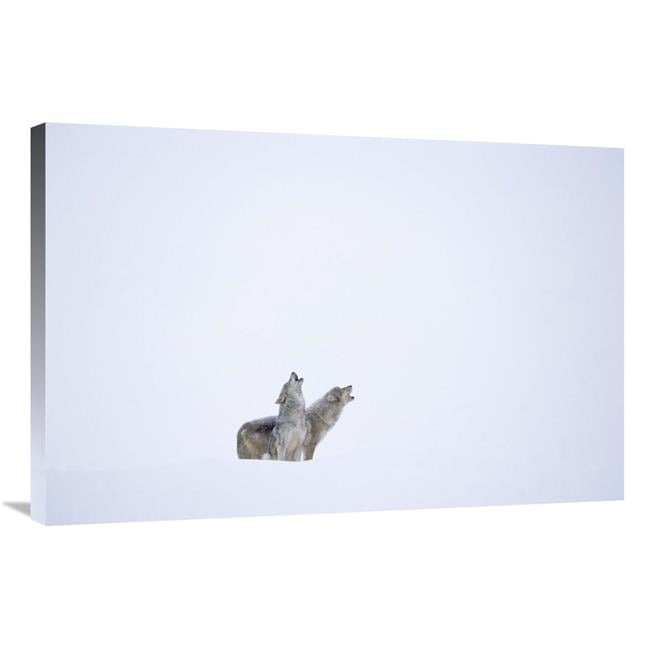 24 x 36 in. Timber Wolf Pair Howling in Snow, North America Art Print - Tim Fitzharris - Walmart.com