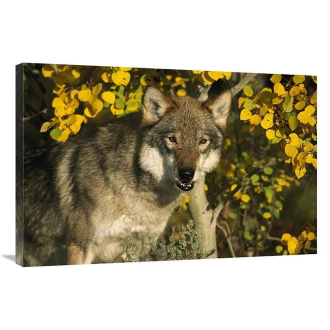 24 x 36 in. Timber Wolf Portrait Among Aspen Leaves, Teton Valley ...