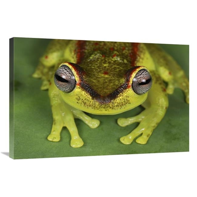 24 x 36 in. Treefrog At Night, Colombia Art Print - Thomas Marent ...