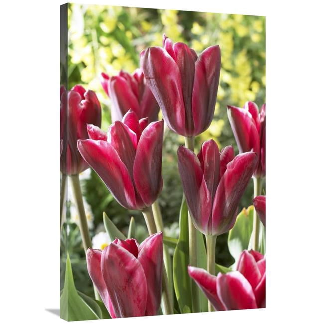 24 x 36 in. Tulip Adriaan Dominique Variety Flowers Art Print ...