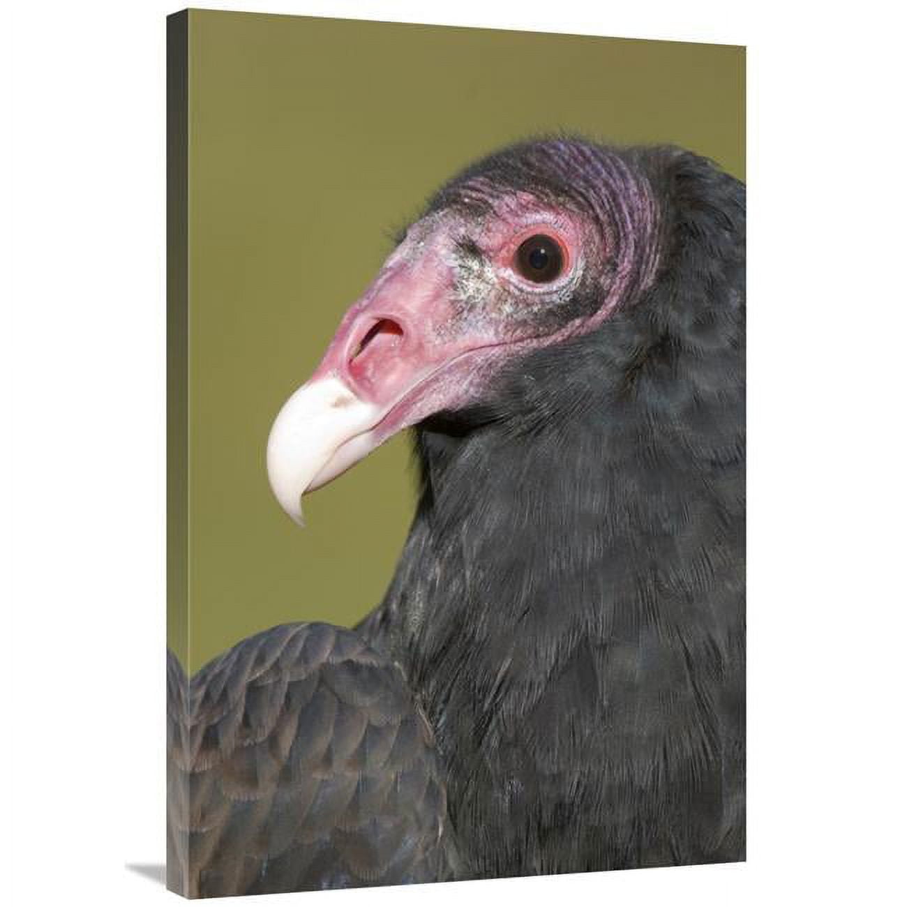 24 x 36 in. Turkey Vulture, Howell Nature Center, Michigan Art Print ...