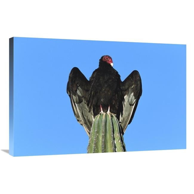 24 x 36 in. Turkey Vulture Perching on Cardon Cactus, Sonora, Mexico ...