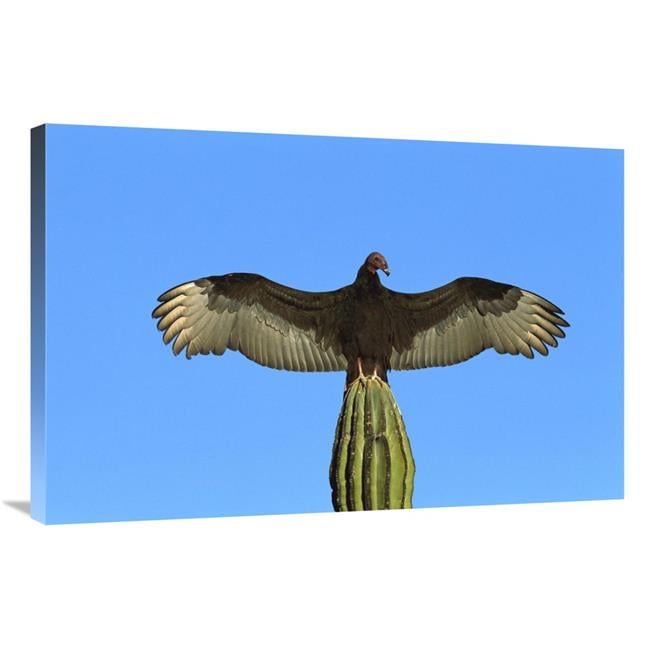 24 x 36 in. Turkey Vulture Perching on Cardon Cactus, Sunning Itself ...