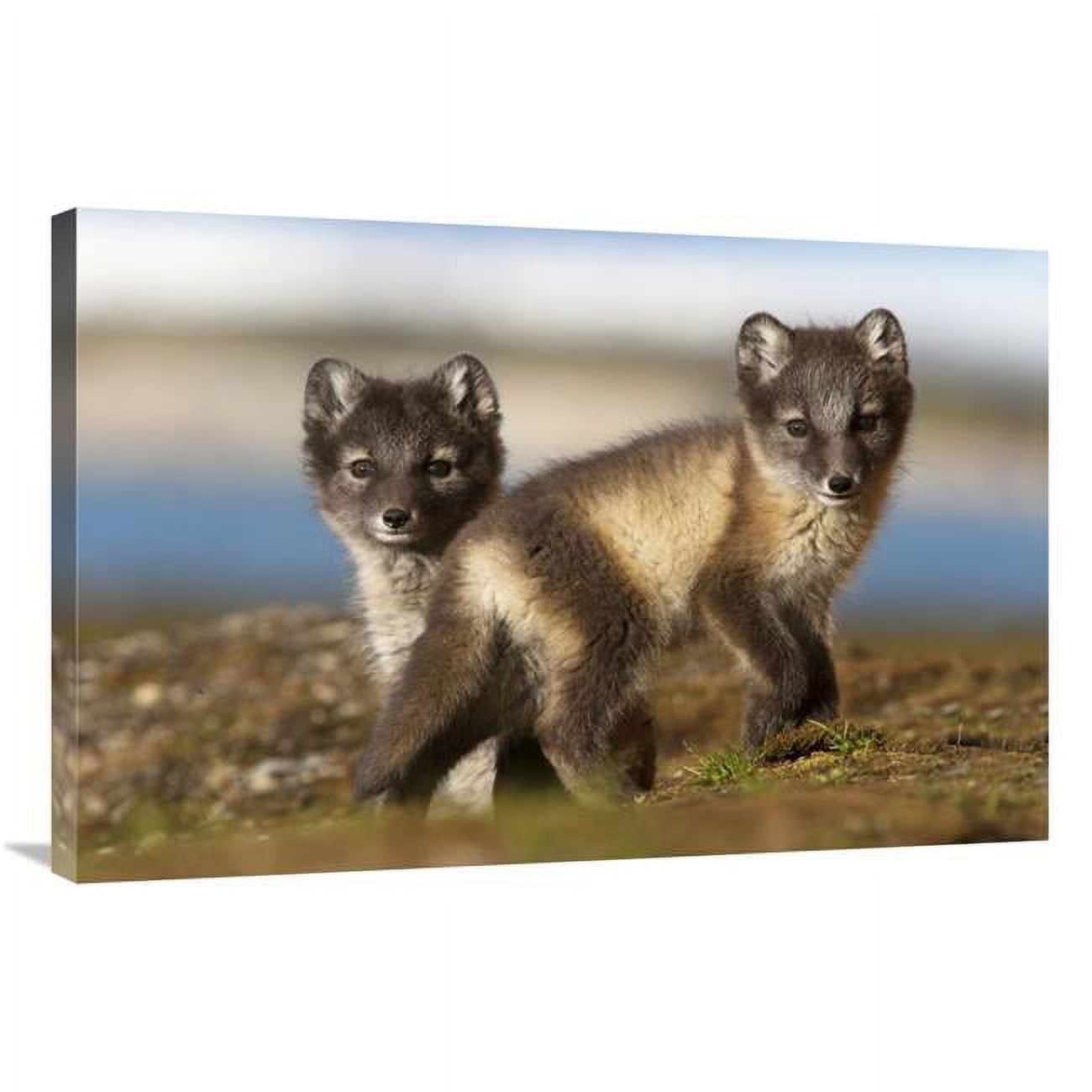 24 x 36 in. Two Arctic Fox Kits on the Tundra, Svalbard,Norway Art ...