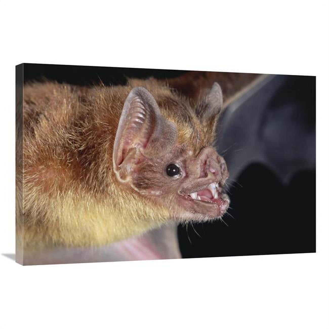 24 x 36 in. Vampire Bat Portrait, Costa Rica Art Print - Michael ...