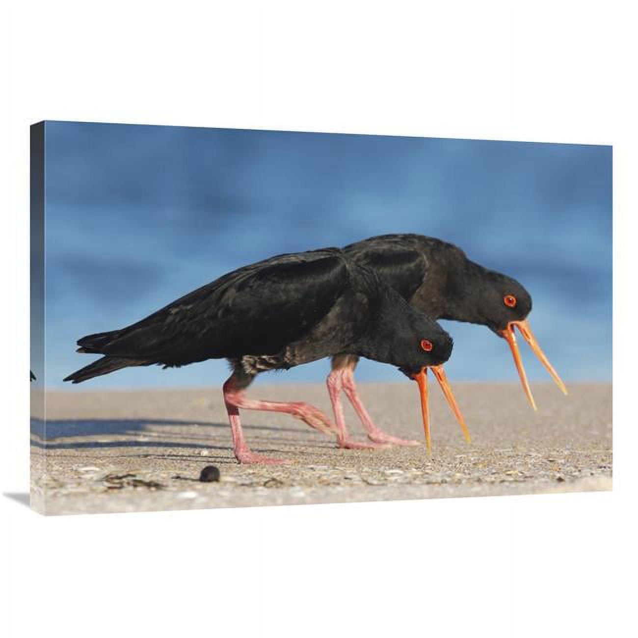 24 x 36 in. Variable Oystercatcher Pair Displaying & Chasing Away Rival ...