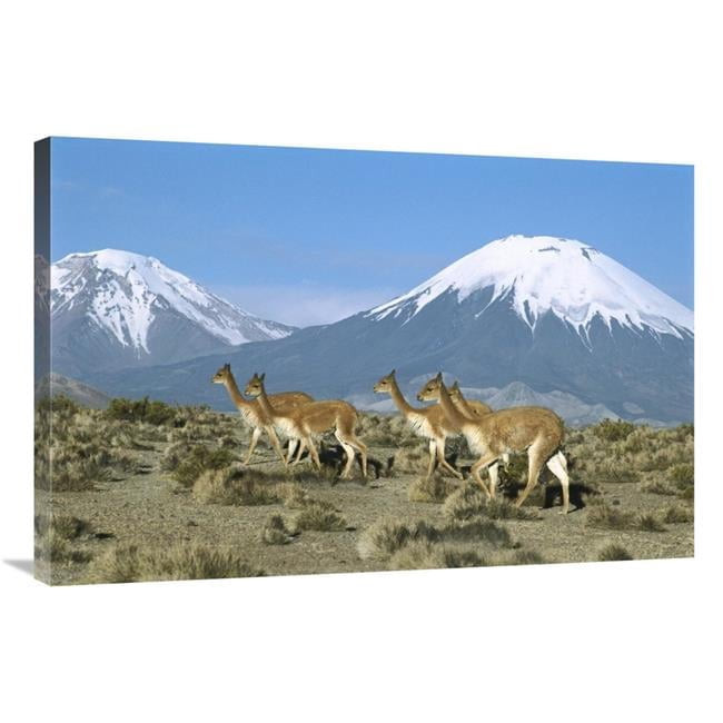 24 x 36 in. Vicuna Family in the Andean Desert with Parincota Volcano ...