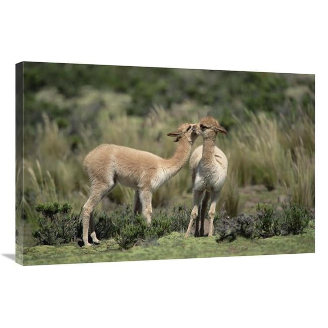 24 x 36 in. Vicunas Nuzzling, Pampa Galeras National Reserve, Peruvian ...