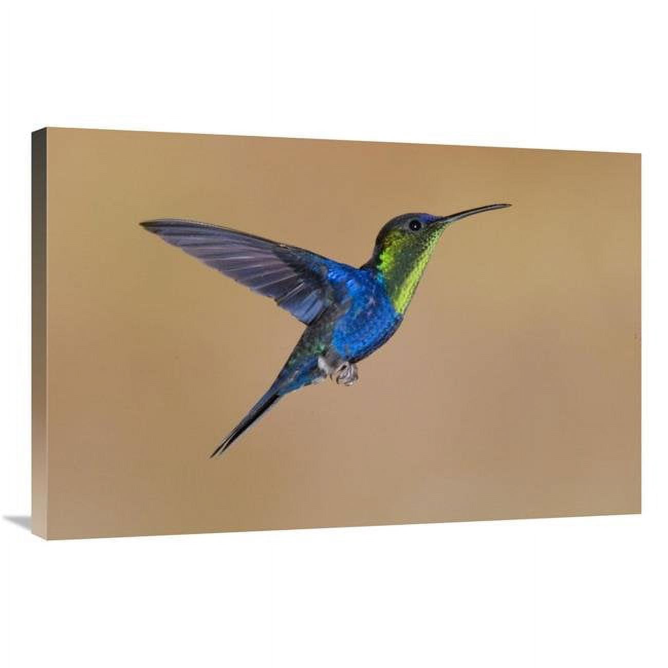 24 x 36 in. Violet-Crowned Woodnymph Hummingbird Male Flying, Costa ...