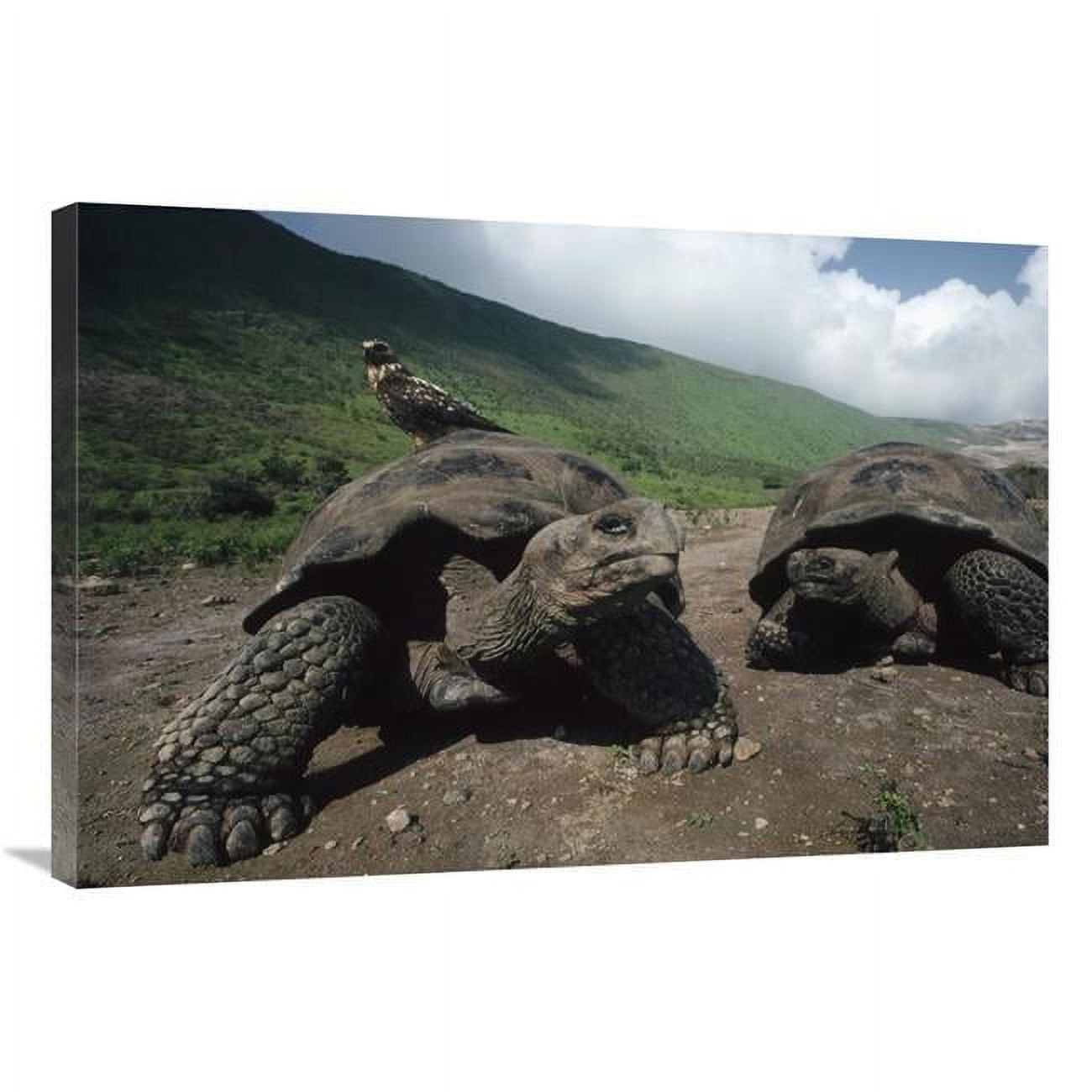 24 x 36 in. Volcan Alcedo Giant Tortoise with Galapagos Hawk, Galapagos ...