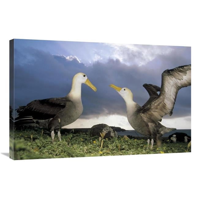 24 x 36 in. Waved Albatross Courtship Dance, Galapagos Islands, Ecuador ...