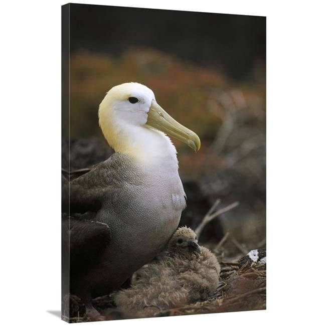 24 x 36 in. Waved Albatross Guarding Young Chick, Galapagos Islands ...
