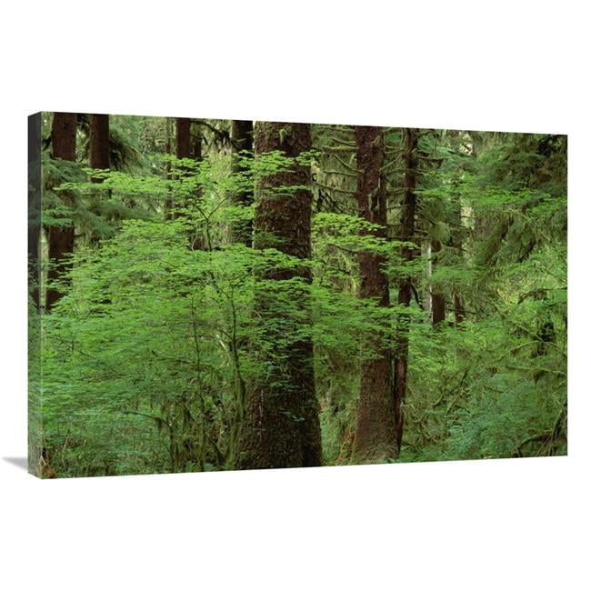 24 x 36 in. Western Hemlock in Old Growth Temperate Rainforest, North ...