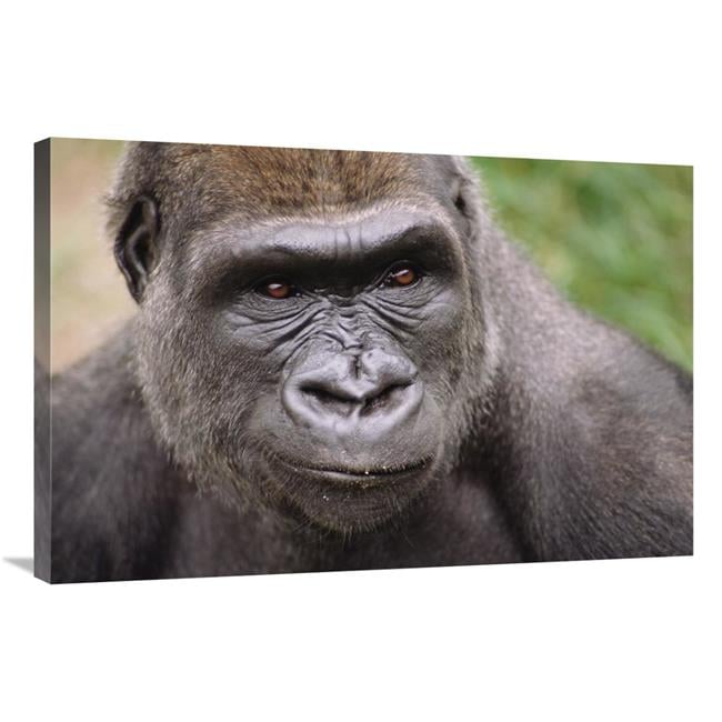 24 x 36 in. Western Lowland Gorilla Young Male, Woodland Park Zoo Art ...