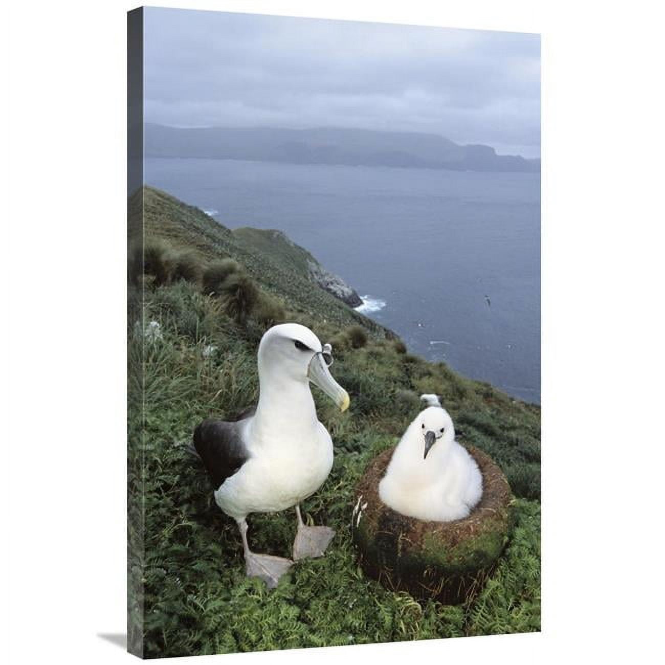 24 x 36 in. White-Capped Albatross with Chick, Auckland Islands, New ...