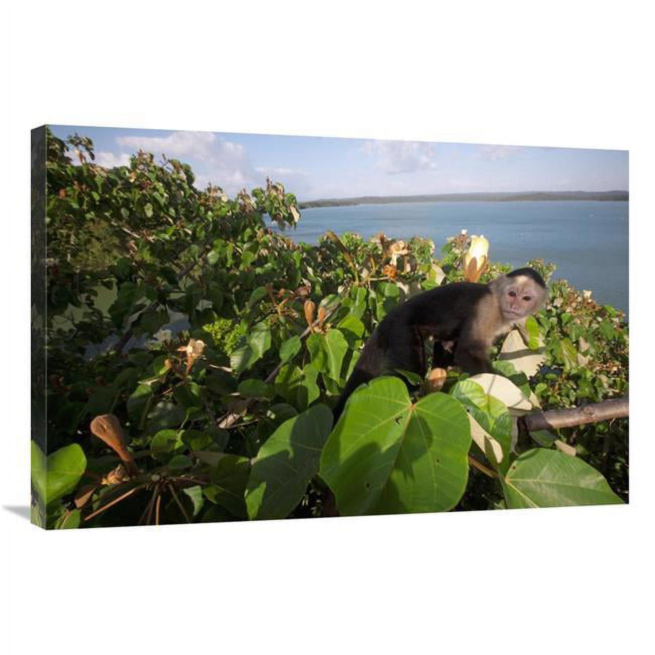 24 x 36 in. White-Faced Capuchin in Canopy, Barro Colorado Island ...